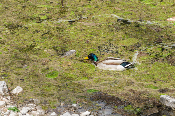schlammiger see und ente - Lizenzfreies Foto #17923572 | Bildagentur ... schlammiger see und ente - Lizenzfreies Foto #17923572 | Bildagentur ...