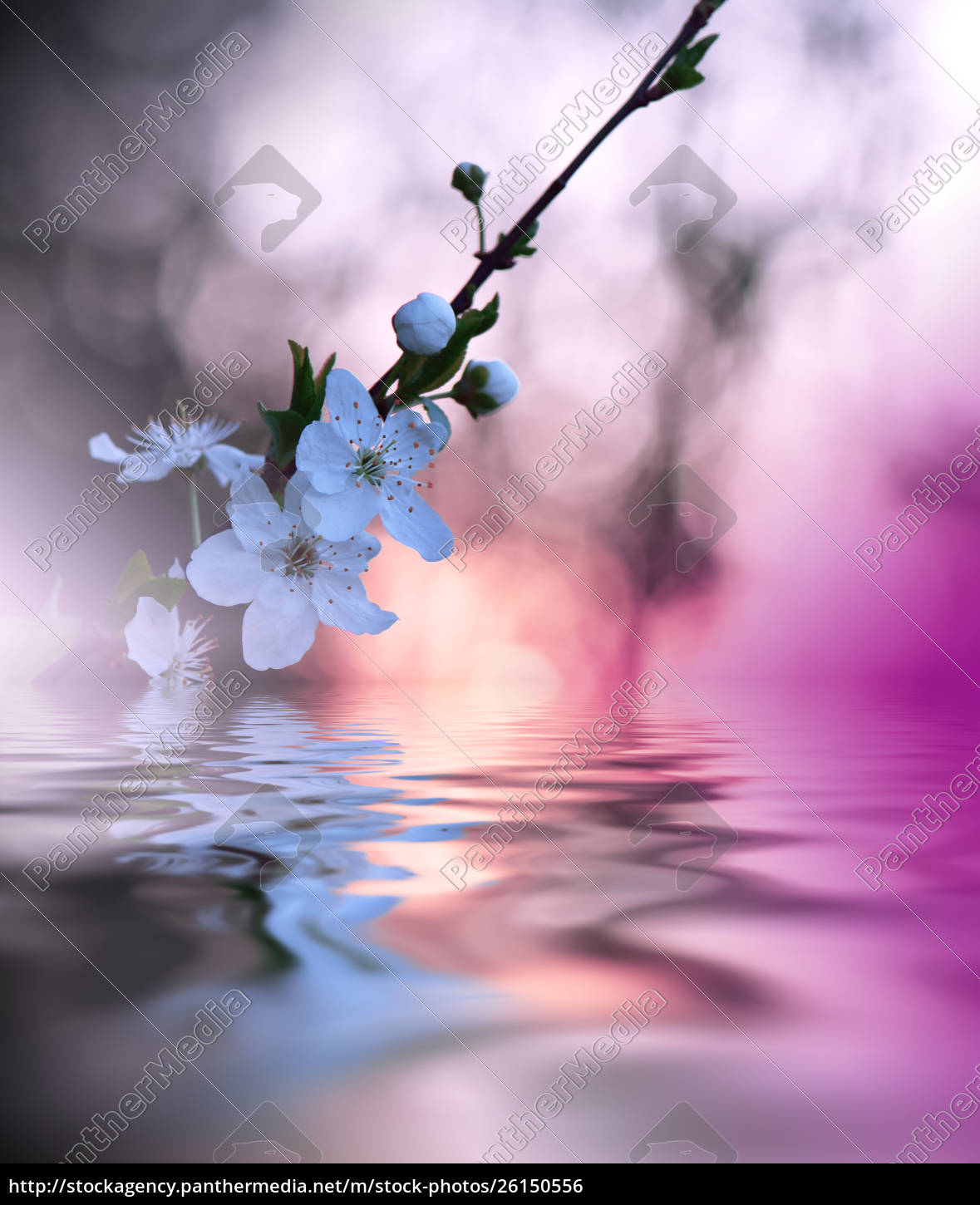 Schöne Blumen Spiegeln Sich Im Wasser Spa Konzept Lizenzfreies Foto